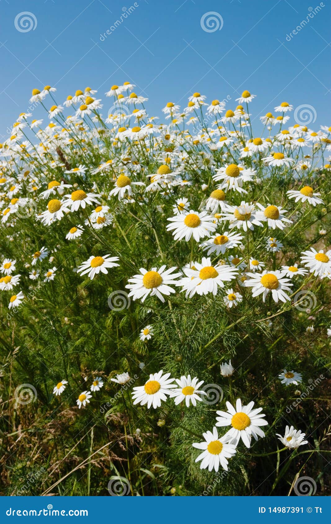 Chamomile flowers stock image. Image of nature, blooming - 14987391