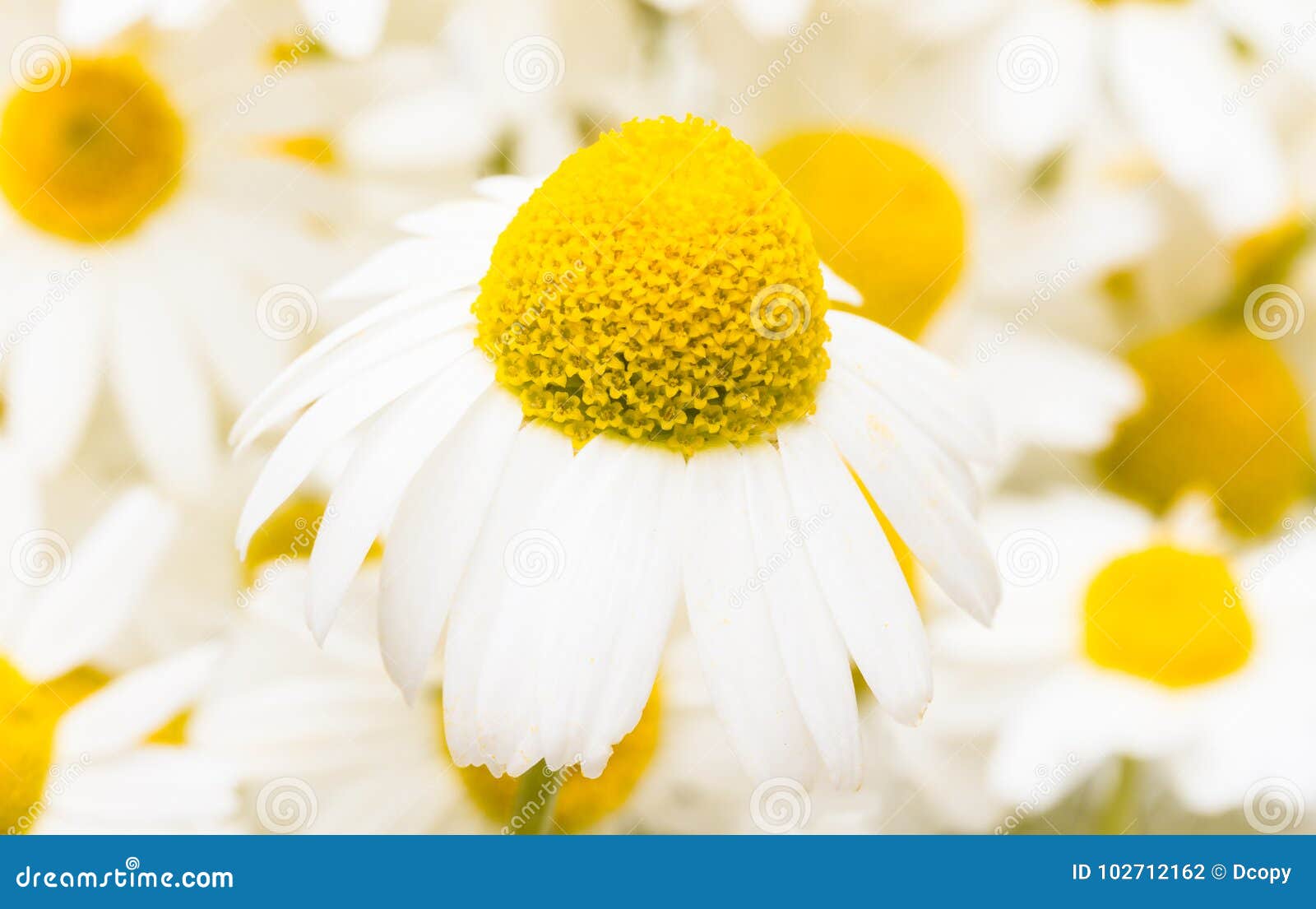 Chamomile Flowers Background Stock Photo - Image of beauty, head: 102712162