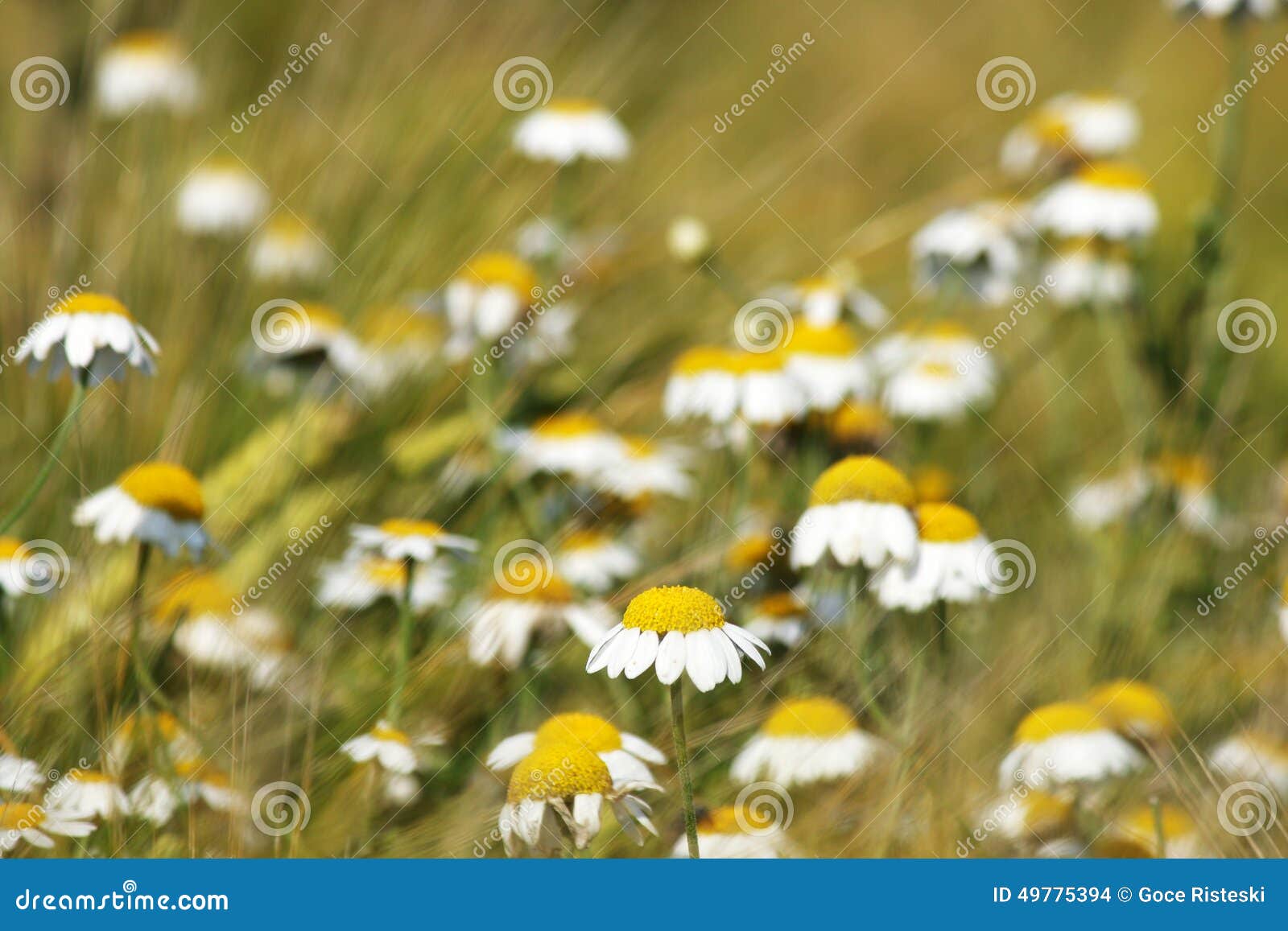 Chamomile flowers close up stock photo. Image of plant - 49775394
