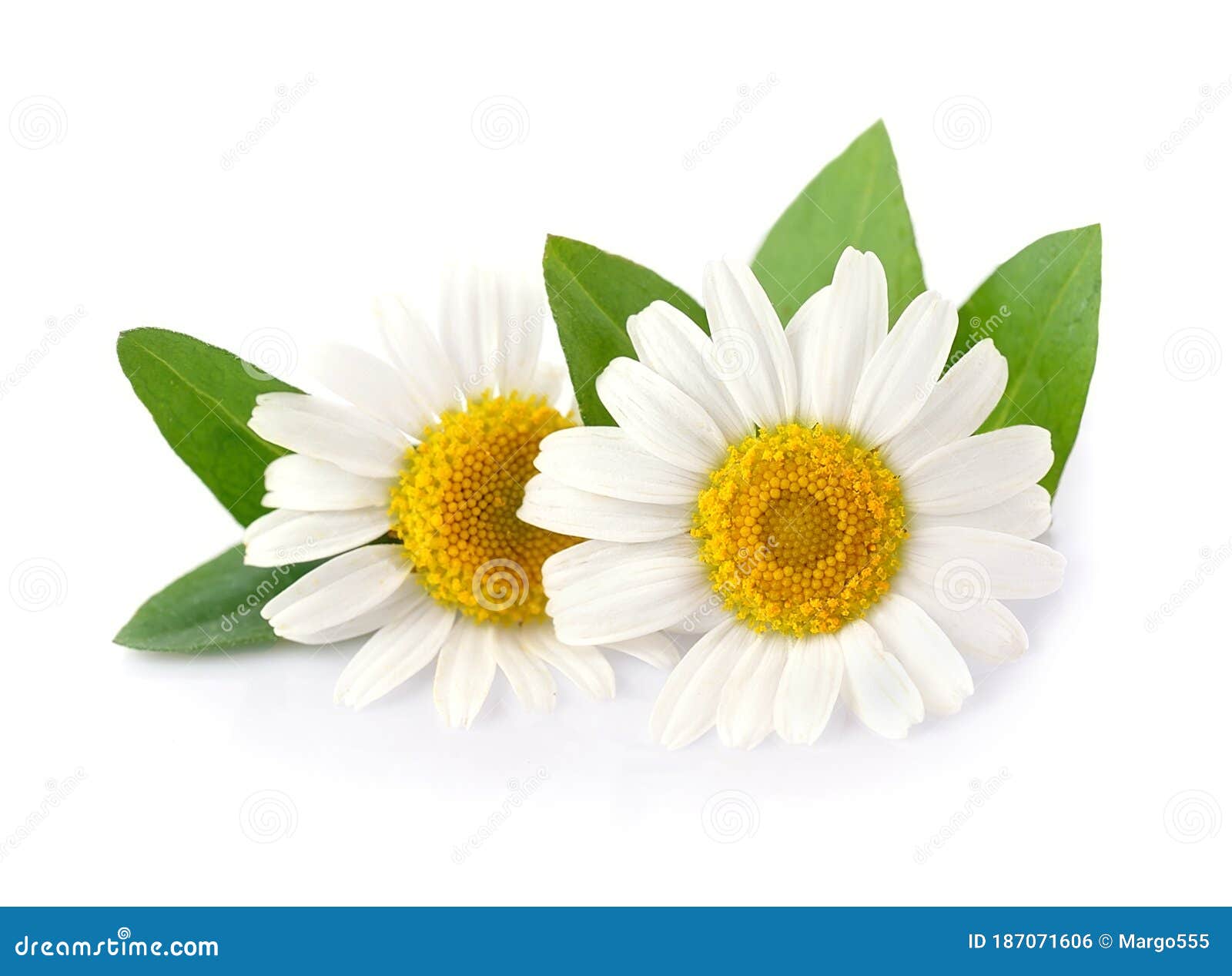 Chamomile flowers . stock photo. Image of daisy, backgrounds - 187071606