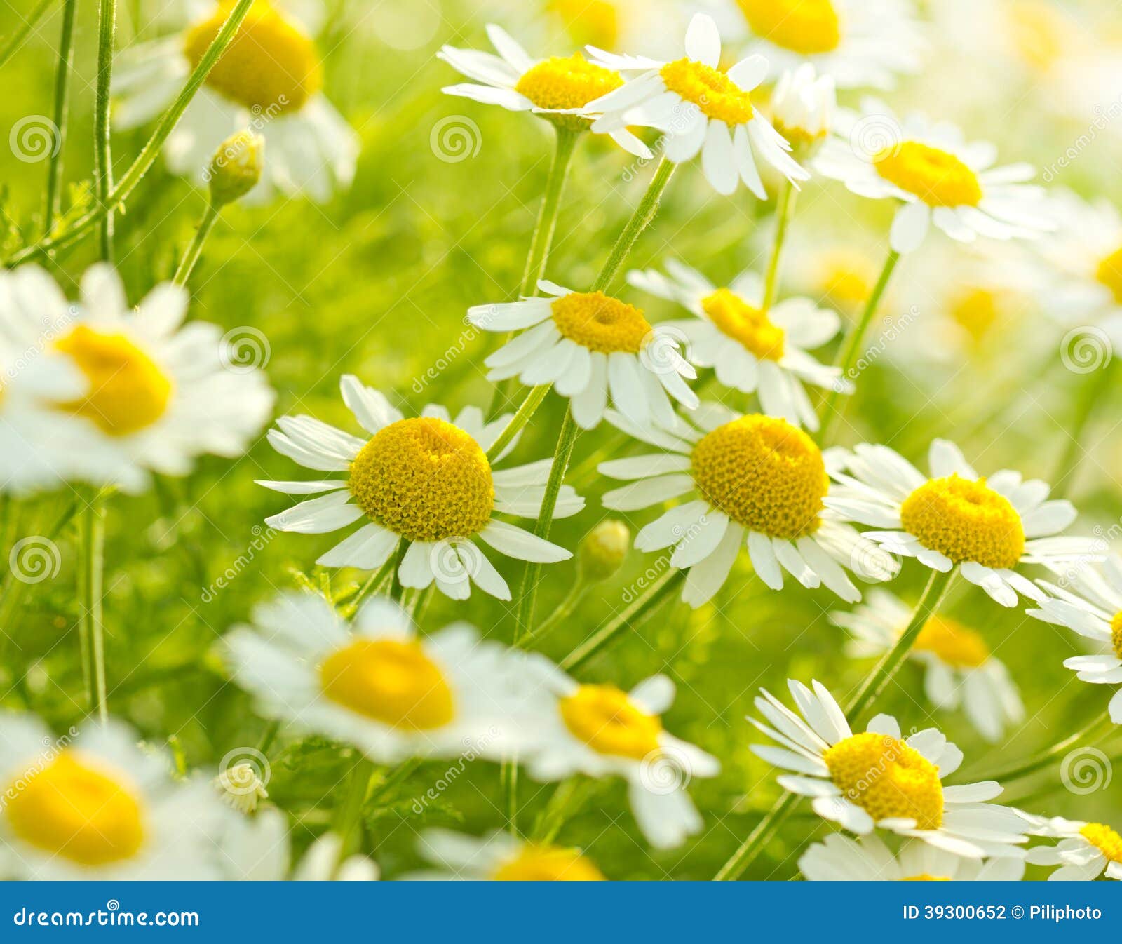 Chamomile flowers stock photo. Image of objects, chamomile - 39300652