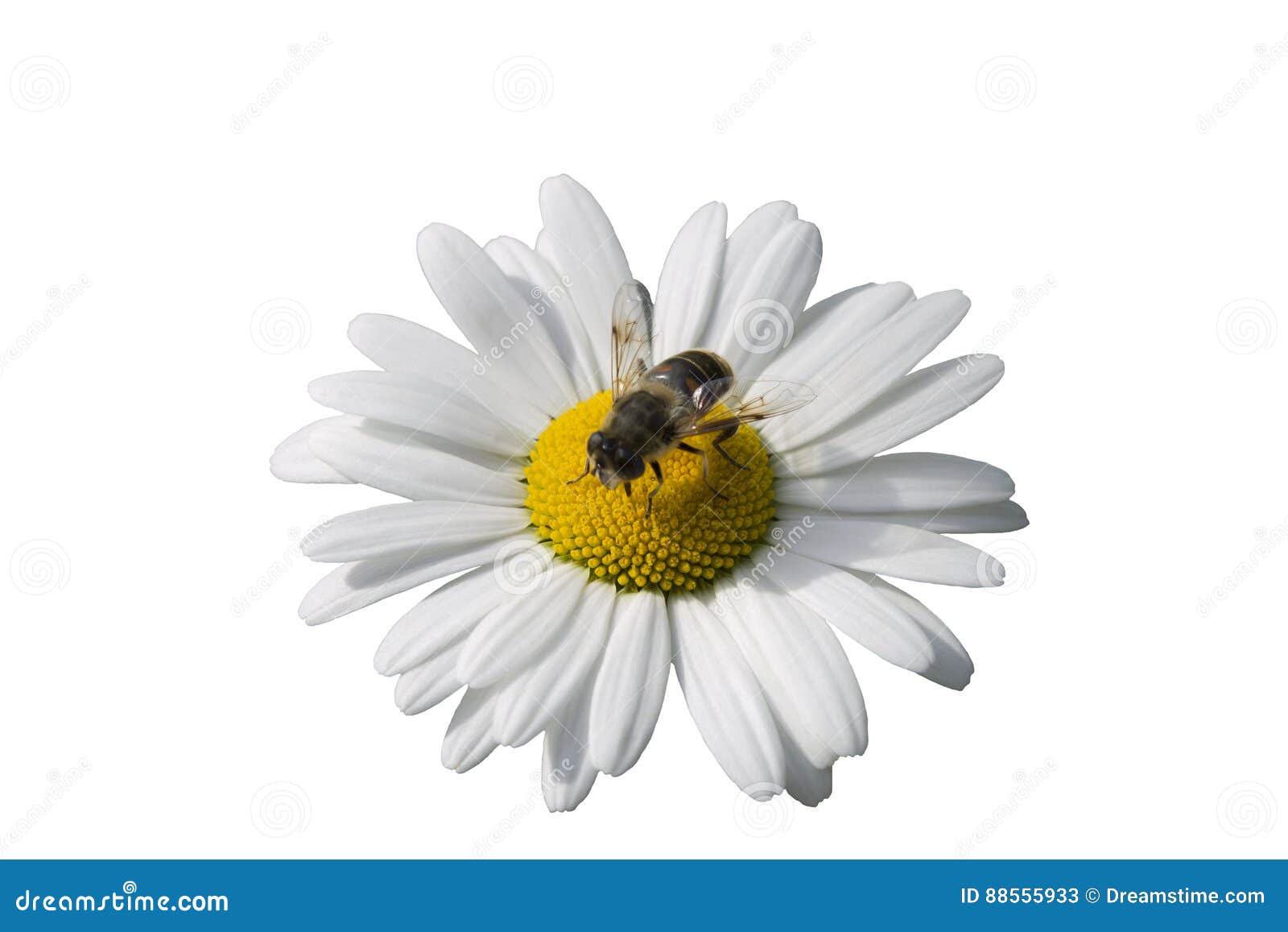 Chamomile and fly stock image. Image of animal, isolated - 88555933