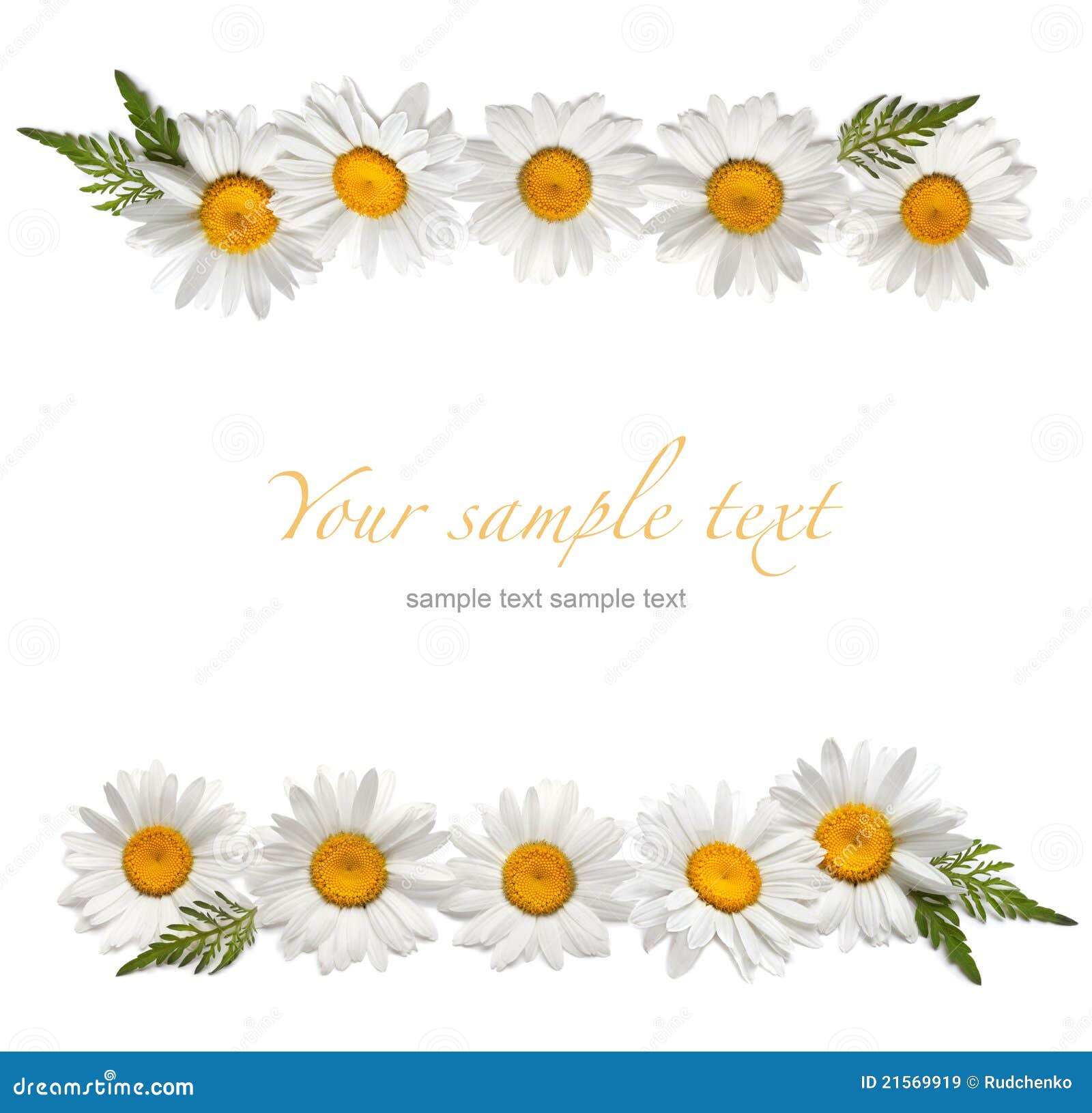 Chamomile frame stock image. Image of congratulations - 21569919