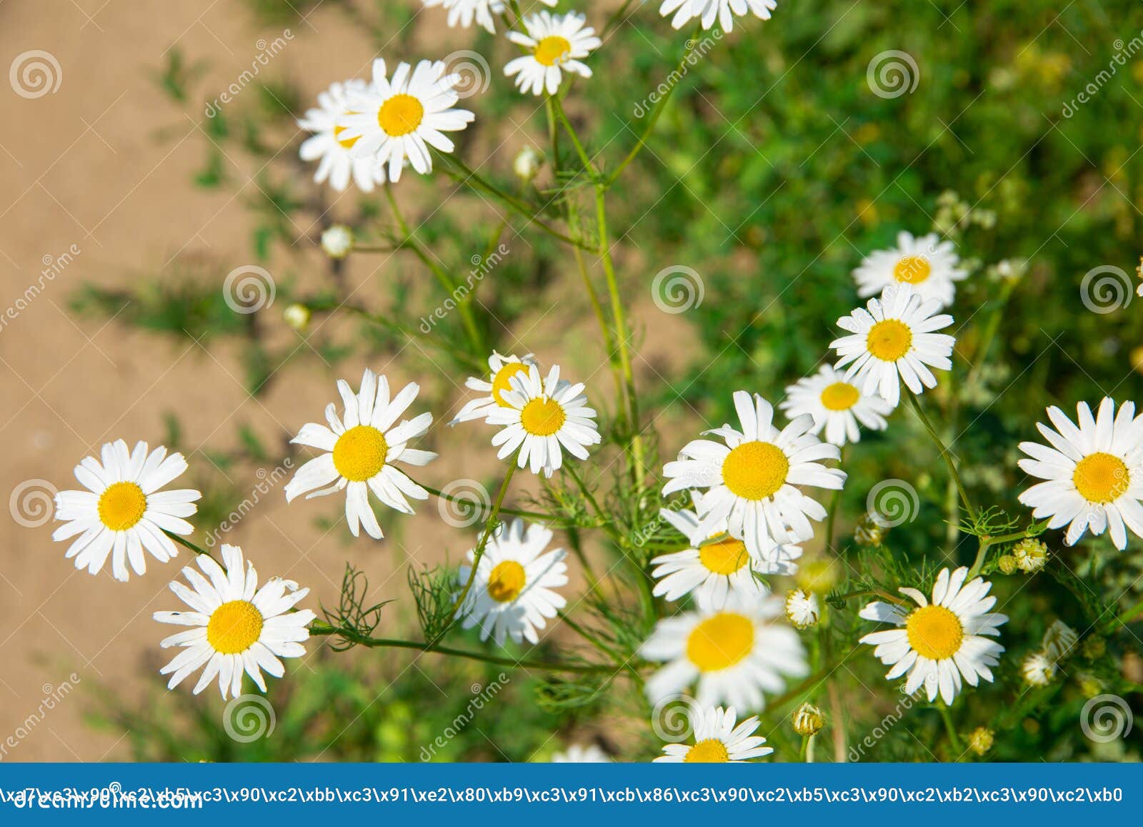Chamomile Growing in a Field on Sandy Soil Stock Photo - Image of ...