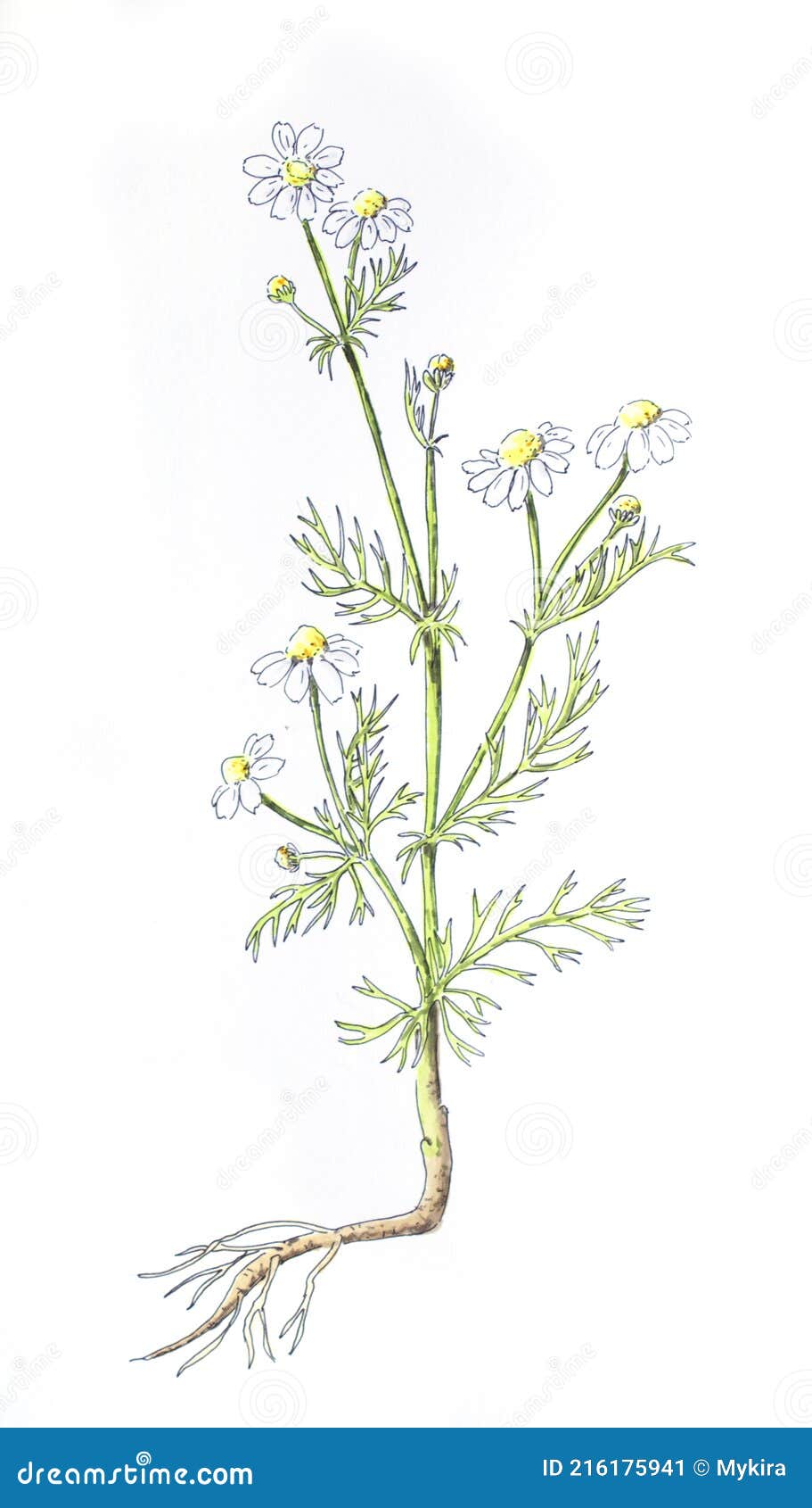 Chamomile. Hand Drawing Sketch on White Background Stock Illustration ...