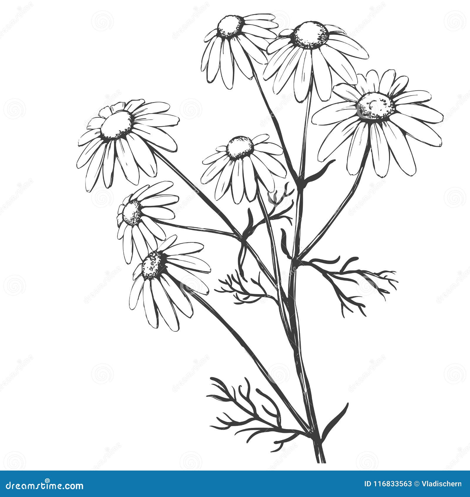 Chamomile, Herb Medicinal, Daisy Hand Drawn Vector Illustration ...