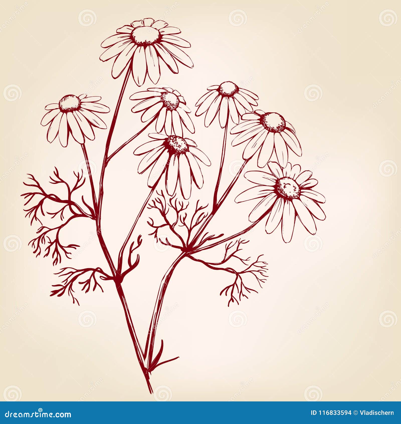 Chamomile, Herb Medicinal, Daisy Hand Drawn Vector Illustration ... Chamomile, Herb Medicinal, Daisy Hand Drawn Vector Illustration ...