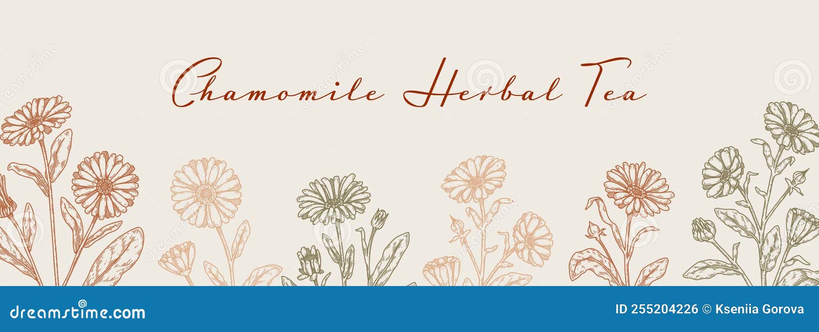 Chamomile Horizontal Packaging Design with Hand Drawn Elements. Vector ...