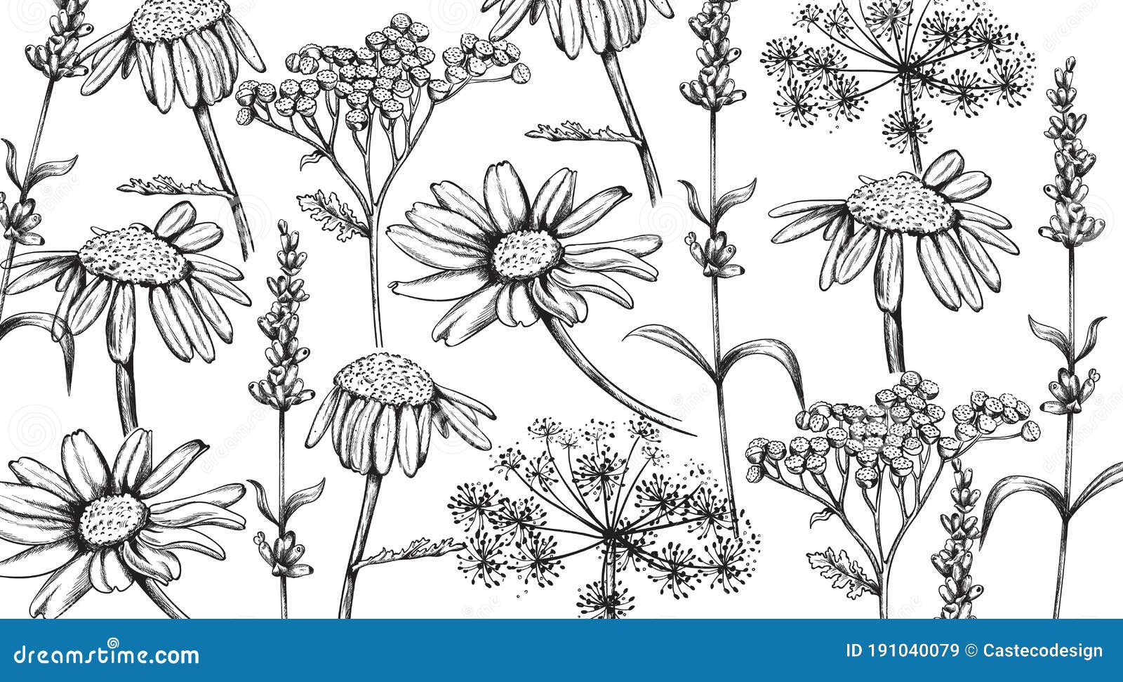 Chamomile, Lavender and Herbal Flowers in Line Art Style. Vectors Stock ...