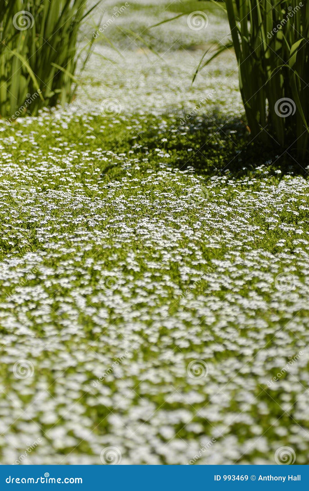 Chamomile lawn stock image. Image of flower, apothecary - 993469