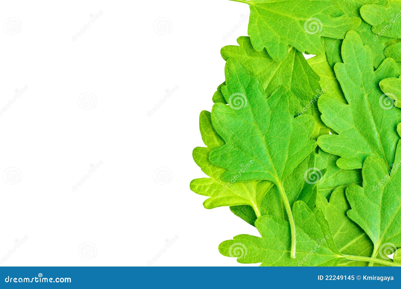 Chamomile Leaves Isolated on White Stock Image - Image of ingredient ...