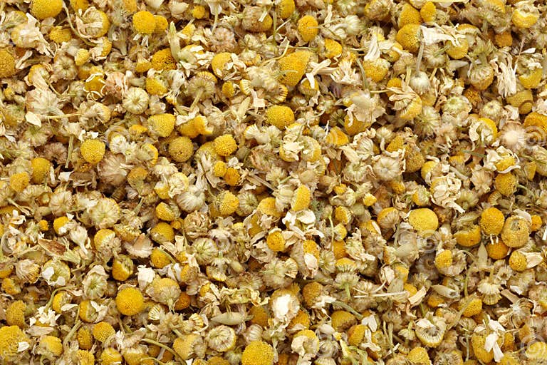 Chamomile plant stock photo. Image of ingredient, chinese - 21066646