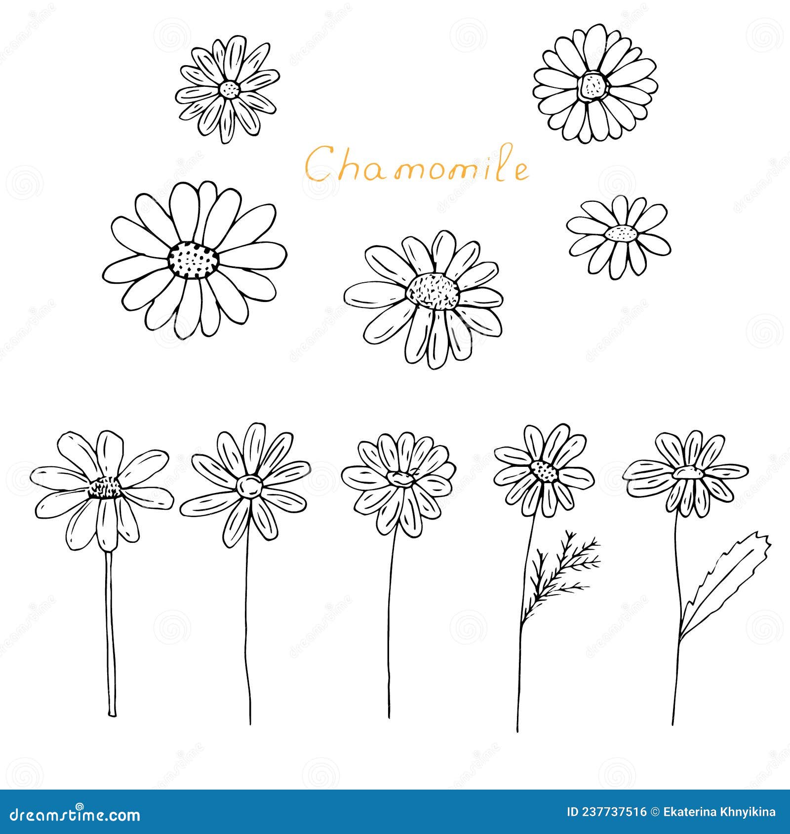 Chamomile Set Vector Illustration, Hand Drawing Doodles Stock Vector ...