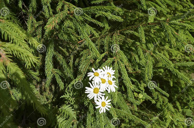 Chamomile in tree branches stock photo. Image of branches - 269998306