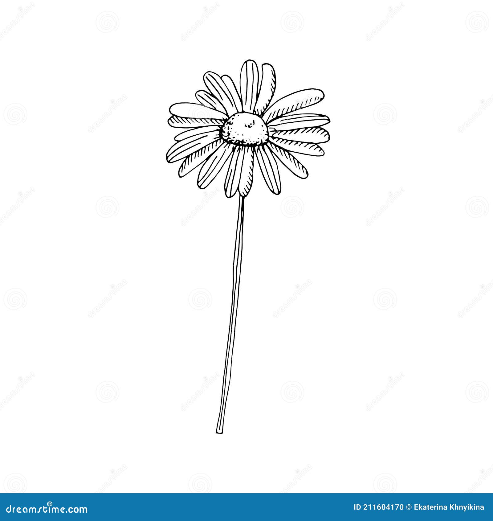 Chamomile, Vector Doodle Illustration, Hand Drawn Sketch Stock Vector ...