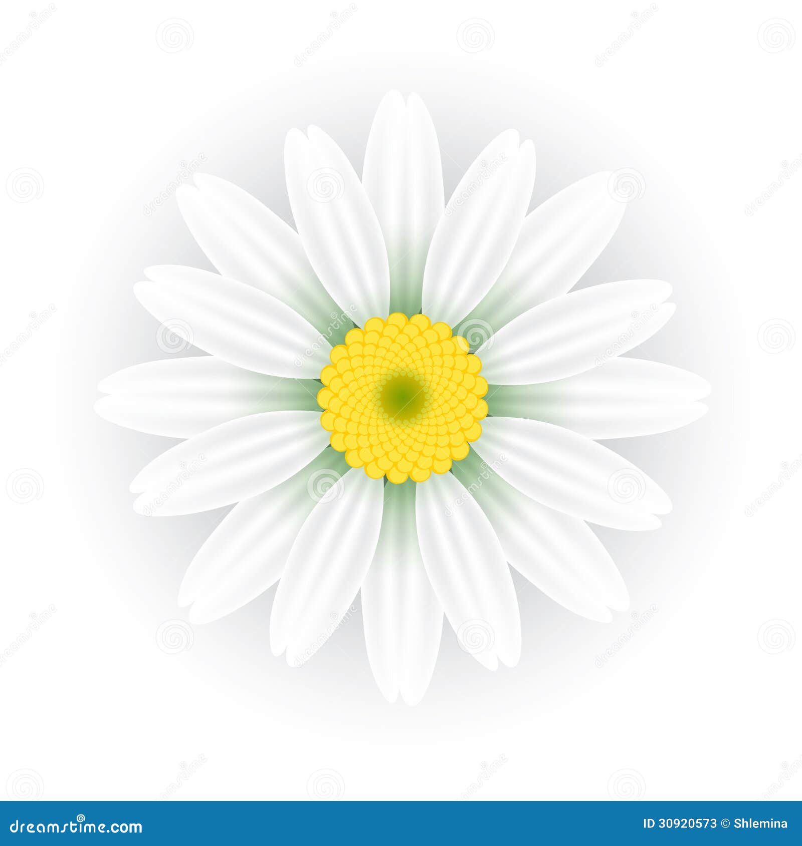 Chamomile stock vector. Illustration of mayweed, plants - 30920573