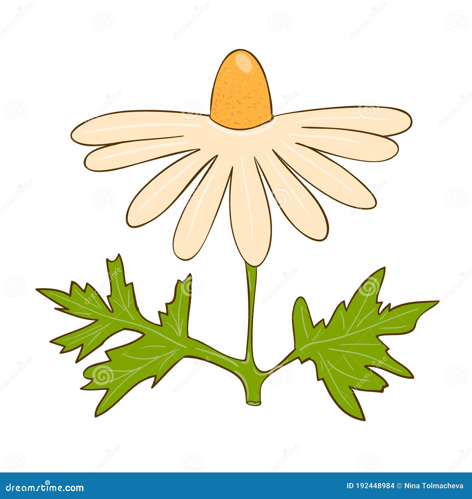 Chamomile Vector Retro Art Isolated on White Stock Vector ...