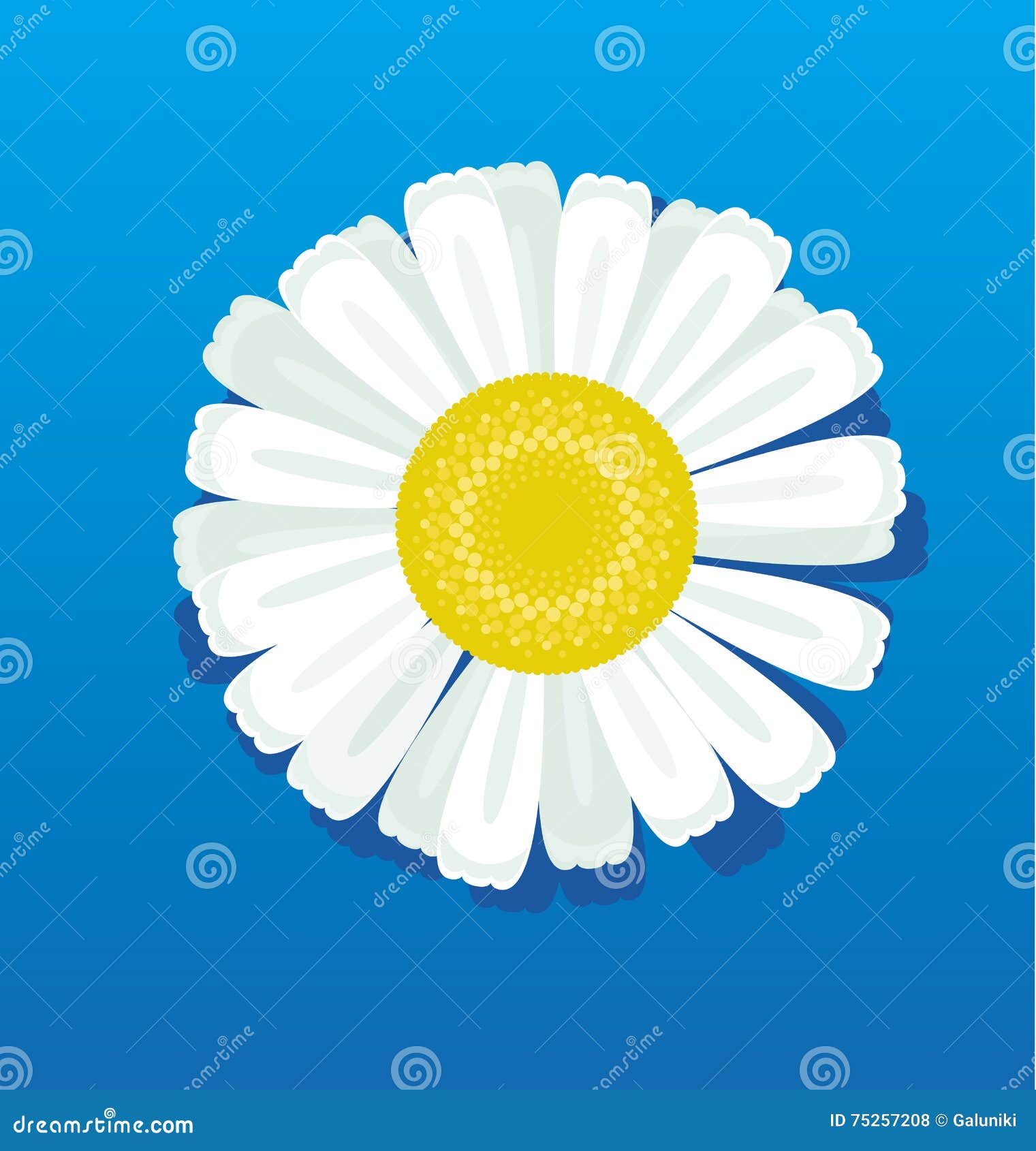 Chamomile Vector Illustration. Stock Vector - Illustration of beauty ...