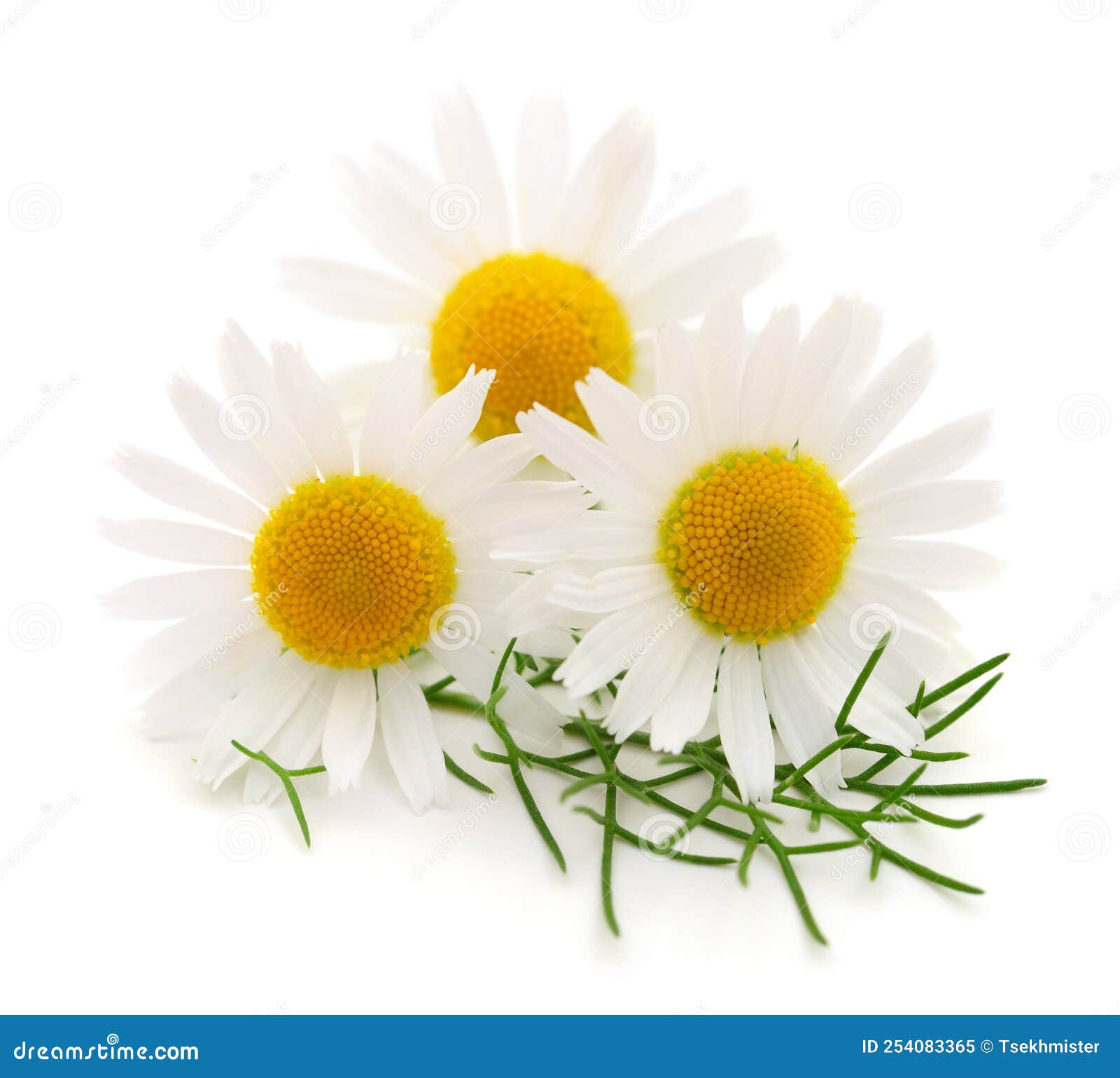 Chamomiles on White Background Stock Image - Image of chamomile ...
