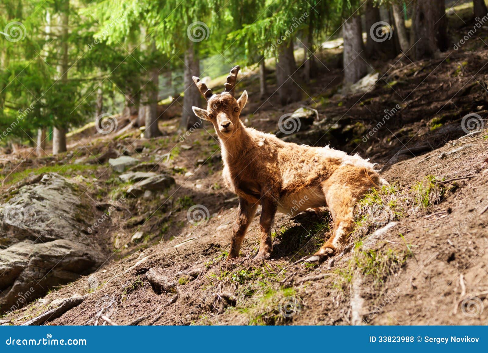 Chamonix ibex stock photo. Image of hair, meadow, grassland - 33823988