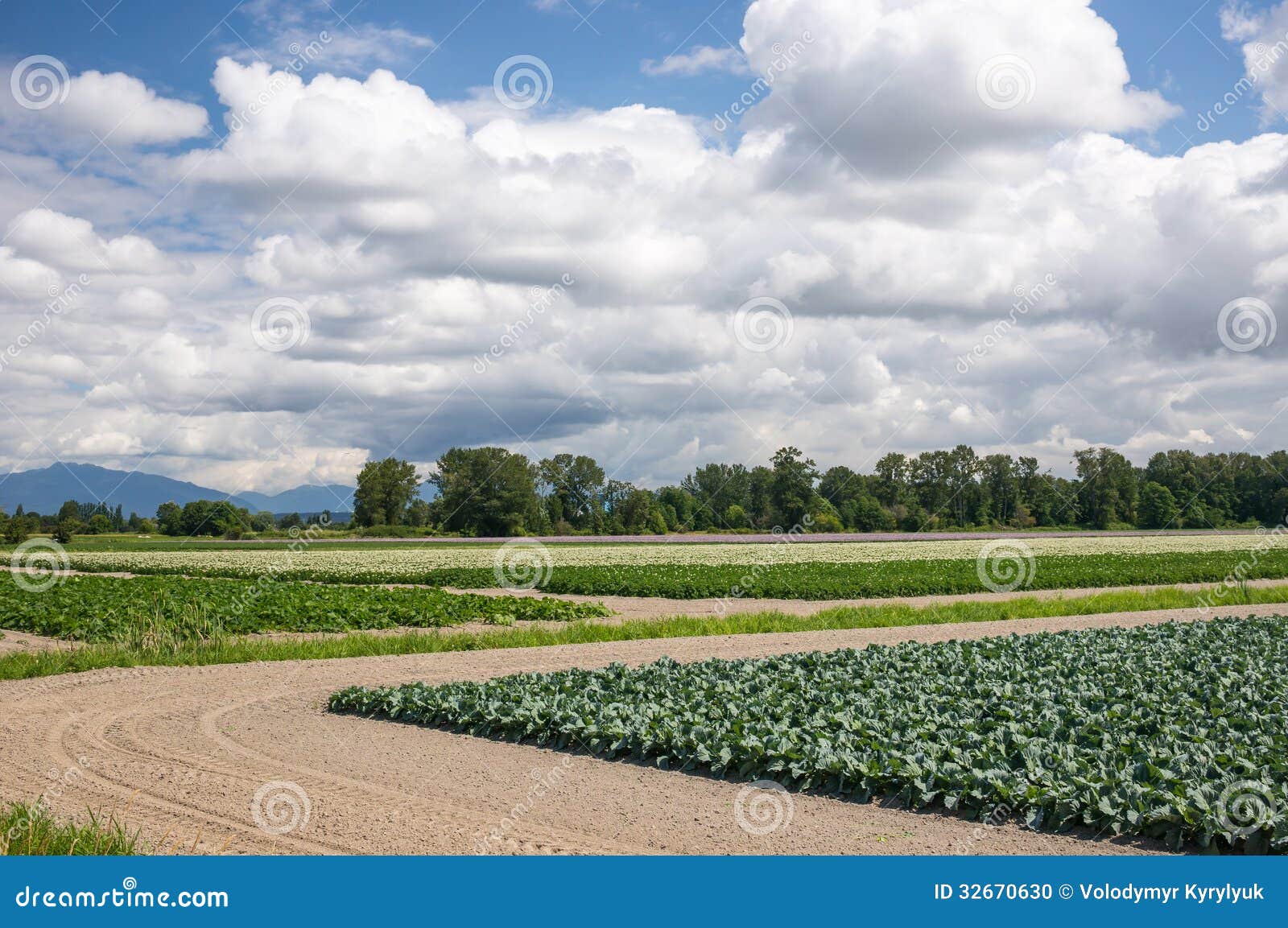 Champ agricole photo stock. Image du agriculture, nourriture - 32670630