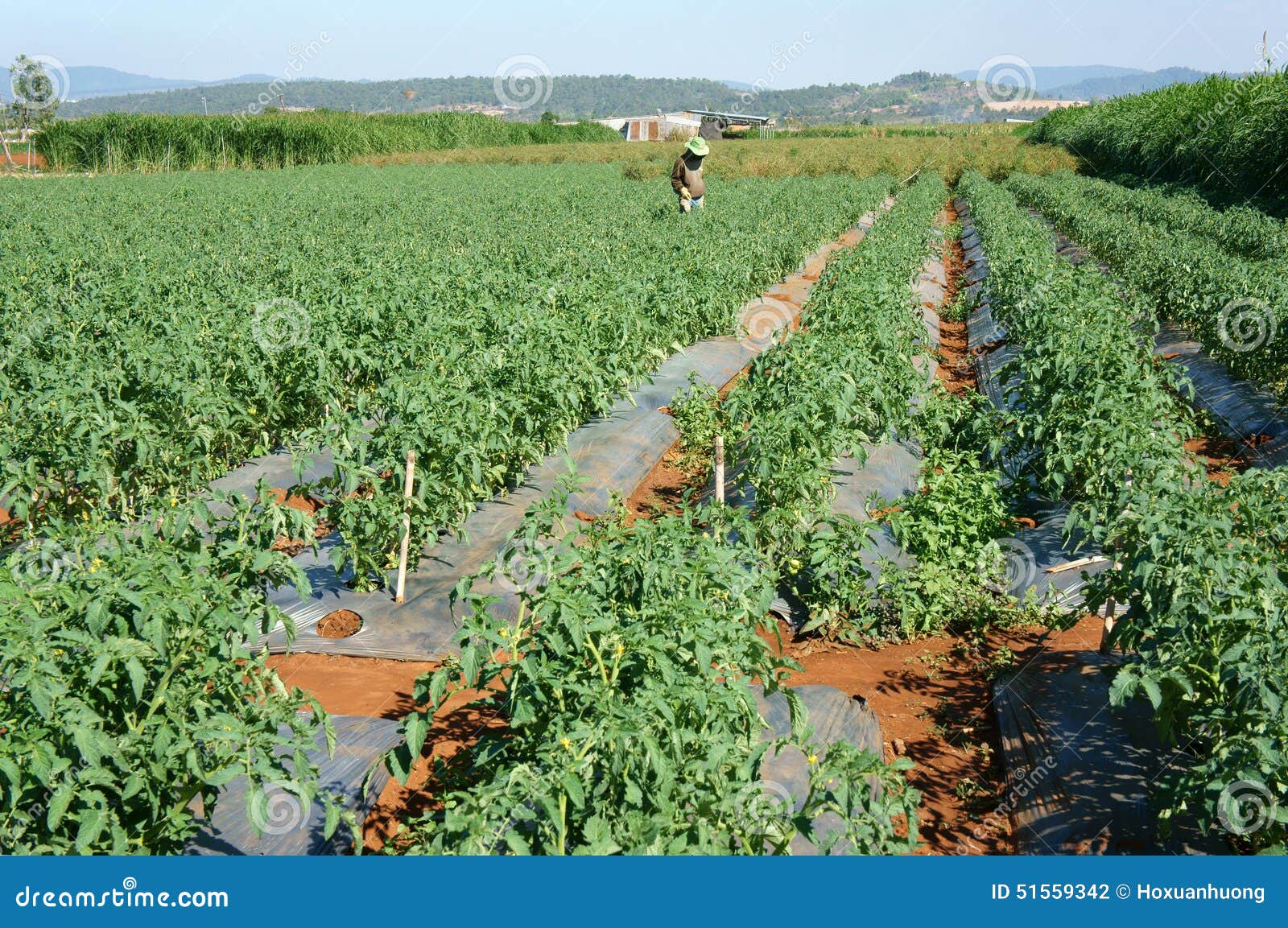 Champ Agricole Asiatique, Ferme De Tomate Photo stock - Image du gens ...