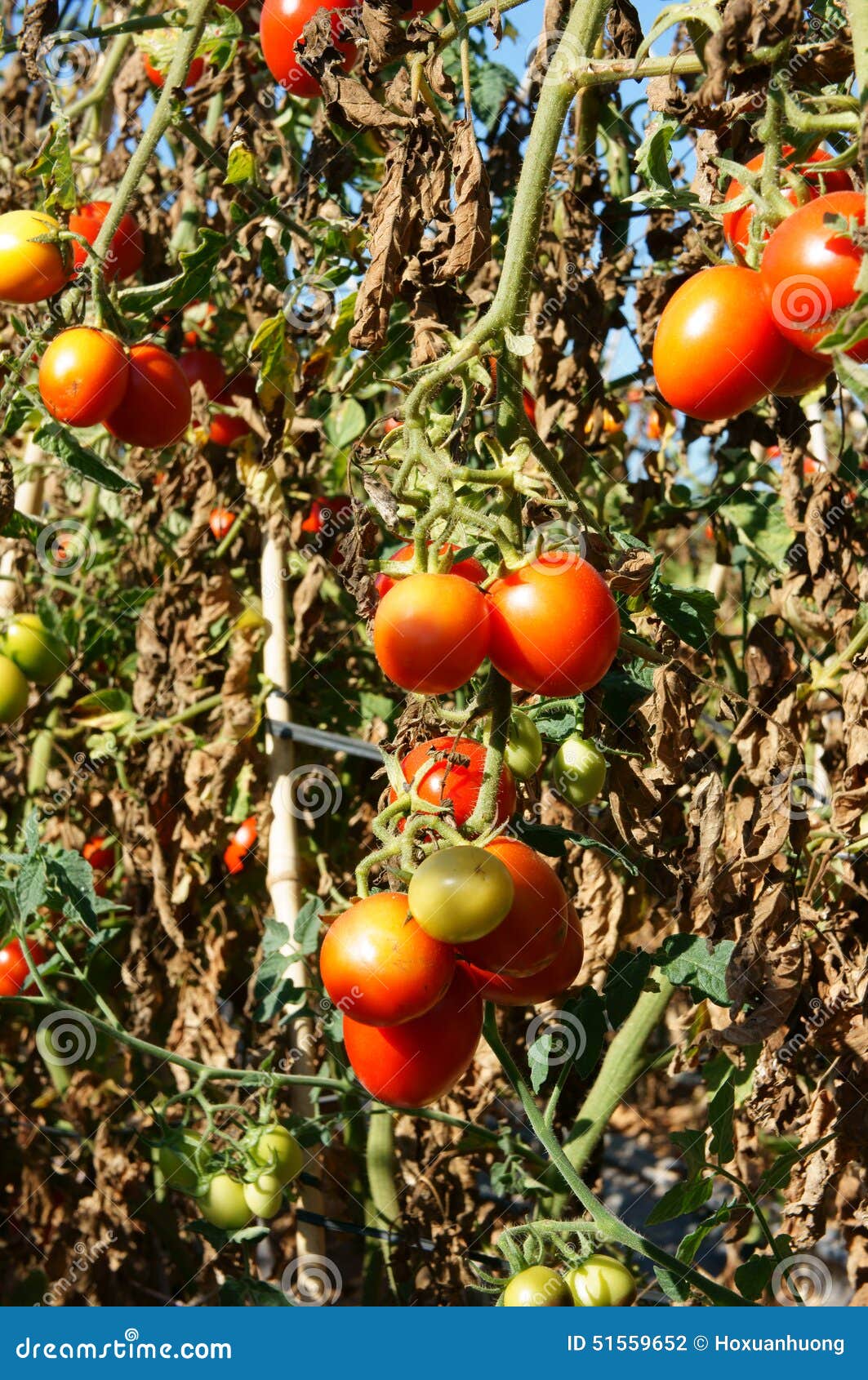 Champ Agricole Asiatique, Ferme De Tomate Photo stock - Image du normal ...