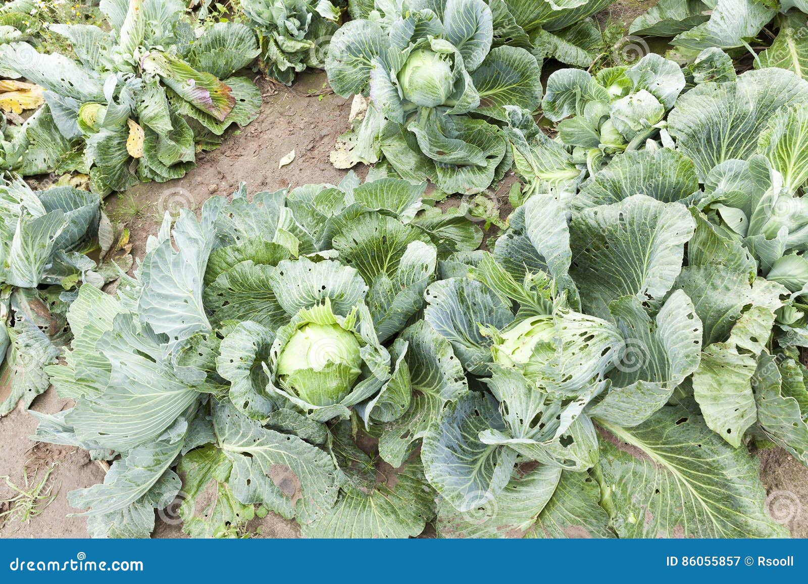 Champ avec le chou commun image stock. Image du boisson - 86055857