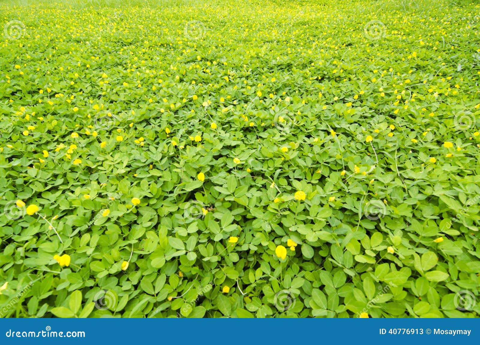 Champ D'arachide De Pinto, Beau Jardin Image stock - Image du cache ...