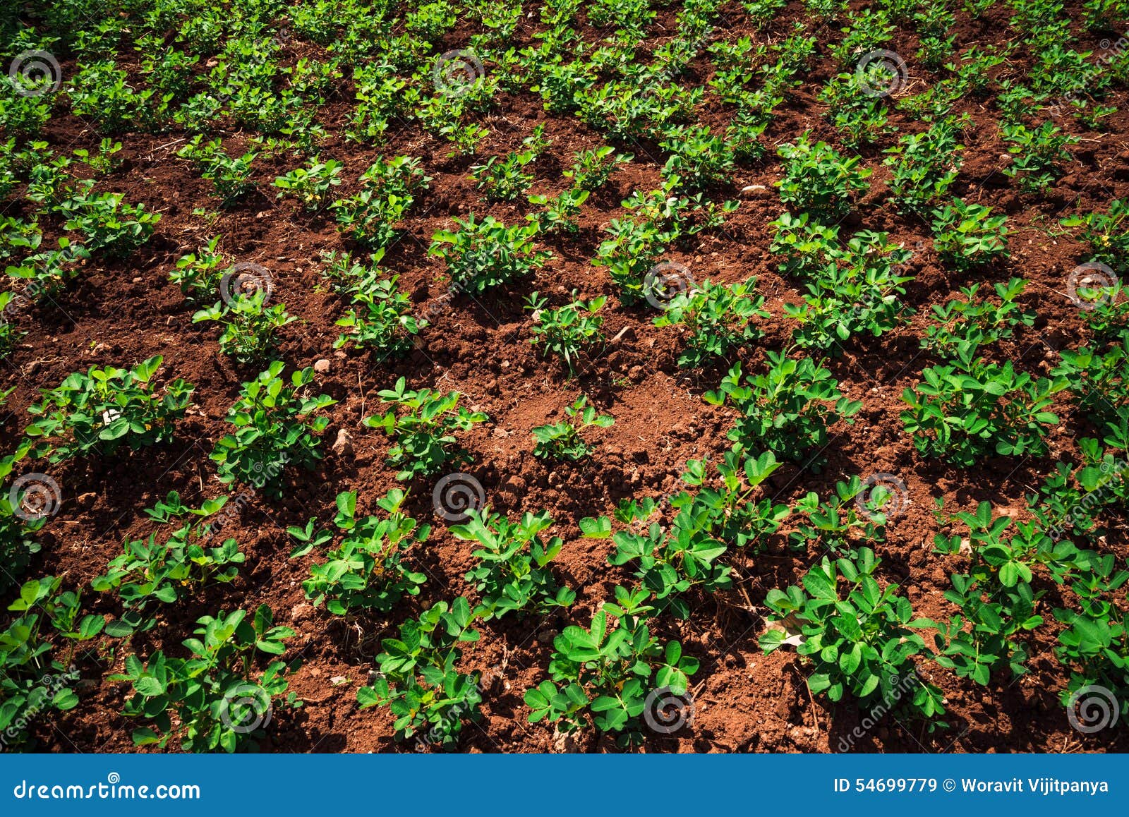 Champ d'arbre d'arachides image stock. Image du lame - 54699779