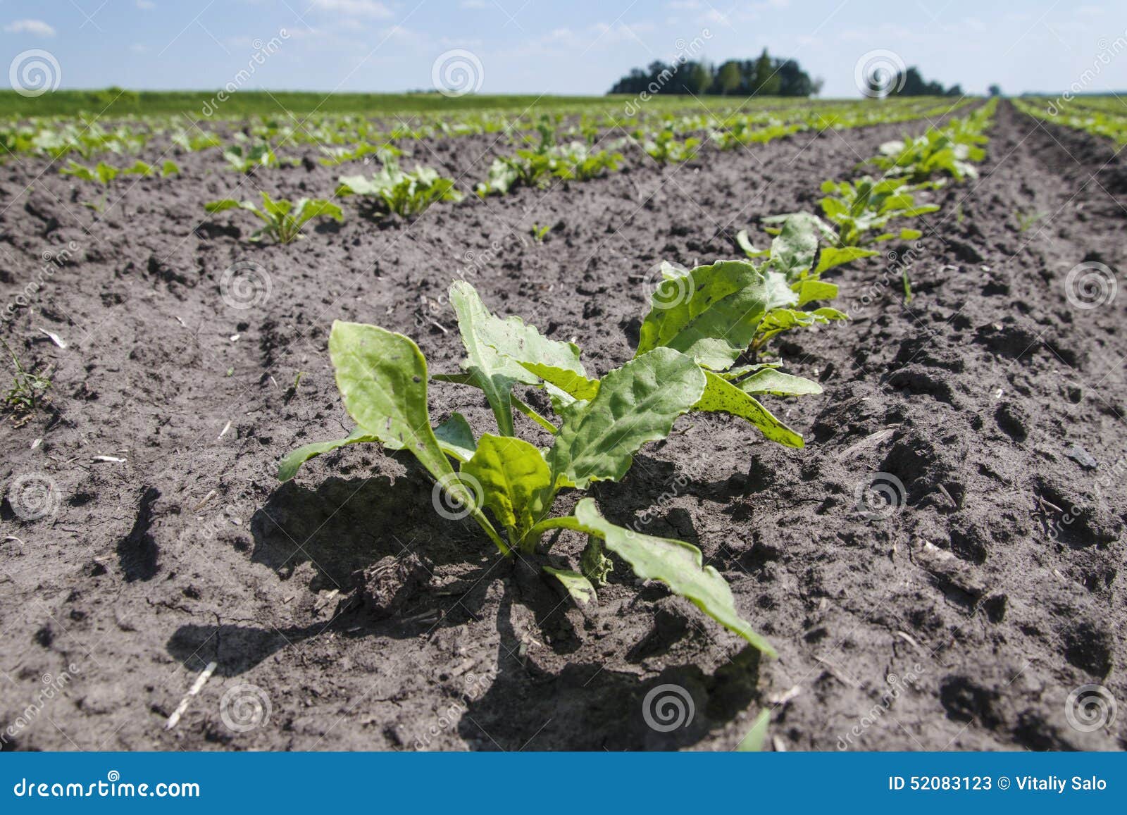 Champ de betterave à sucre image stock. Image du saleté - 52083123