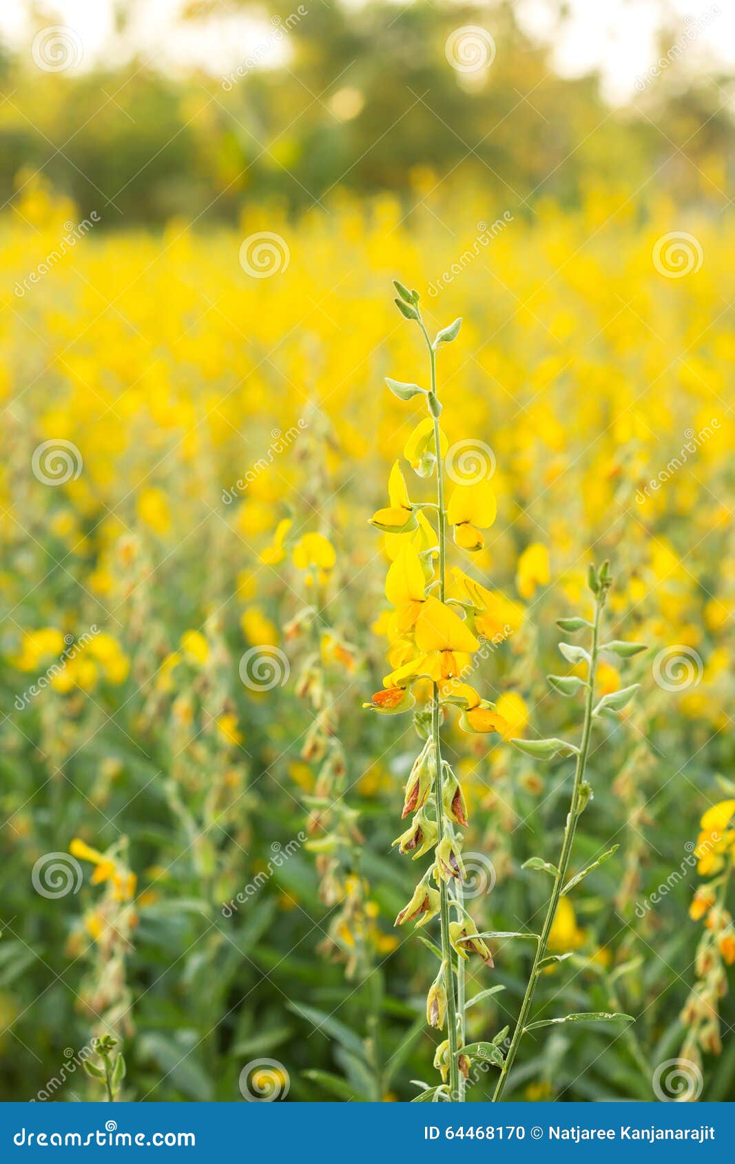 Champ De Chanvre Indien Fleur Jaune Photo stock - Image du baie, madras ...