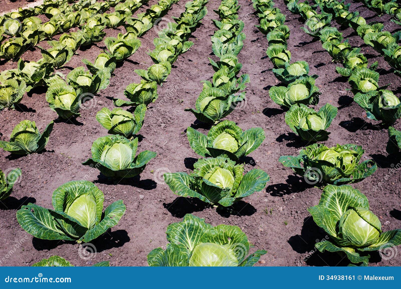 Champ de chou image stock. Image du collecte, vivacité - 34938161