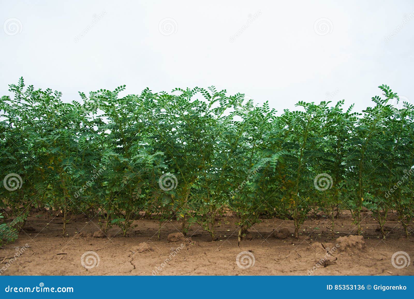 Champ De Culture De Pois Chiche Photo stock - Image du croissance ...
