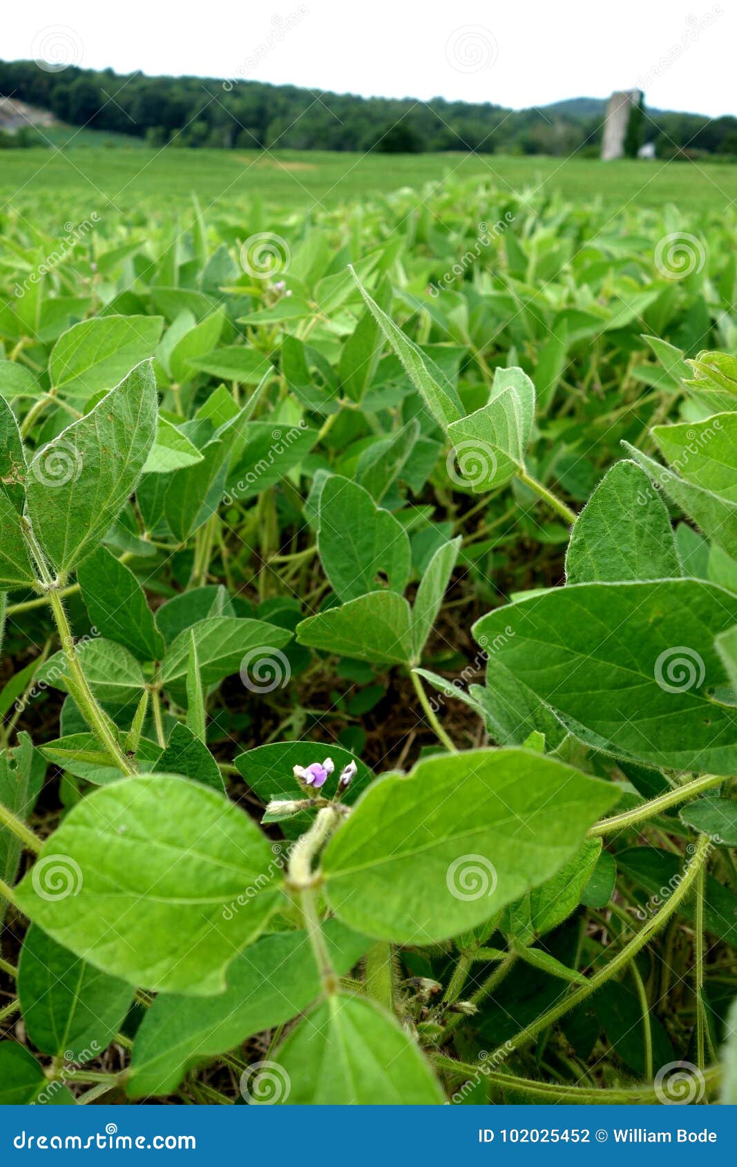 Champ De Ferme Des Haricots De Soja Photo stock - Image du ferme, soja ...