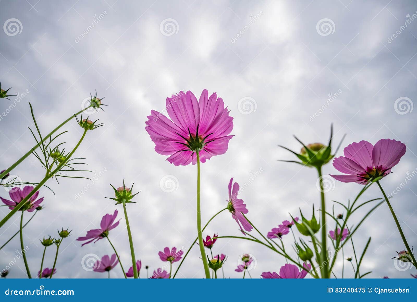 Champ de fleur de cosmos image stock. Image du pétale - 83240475