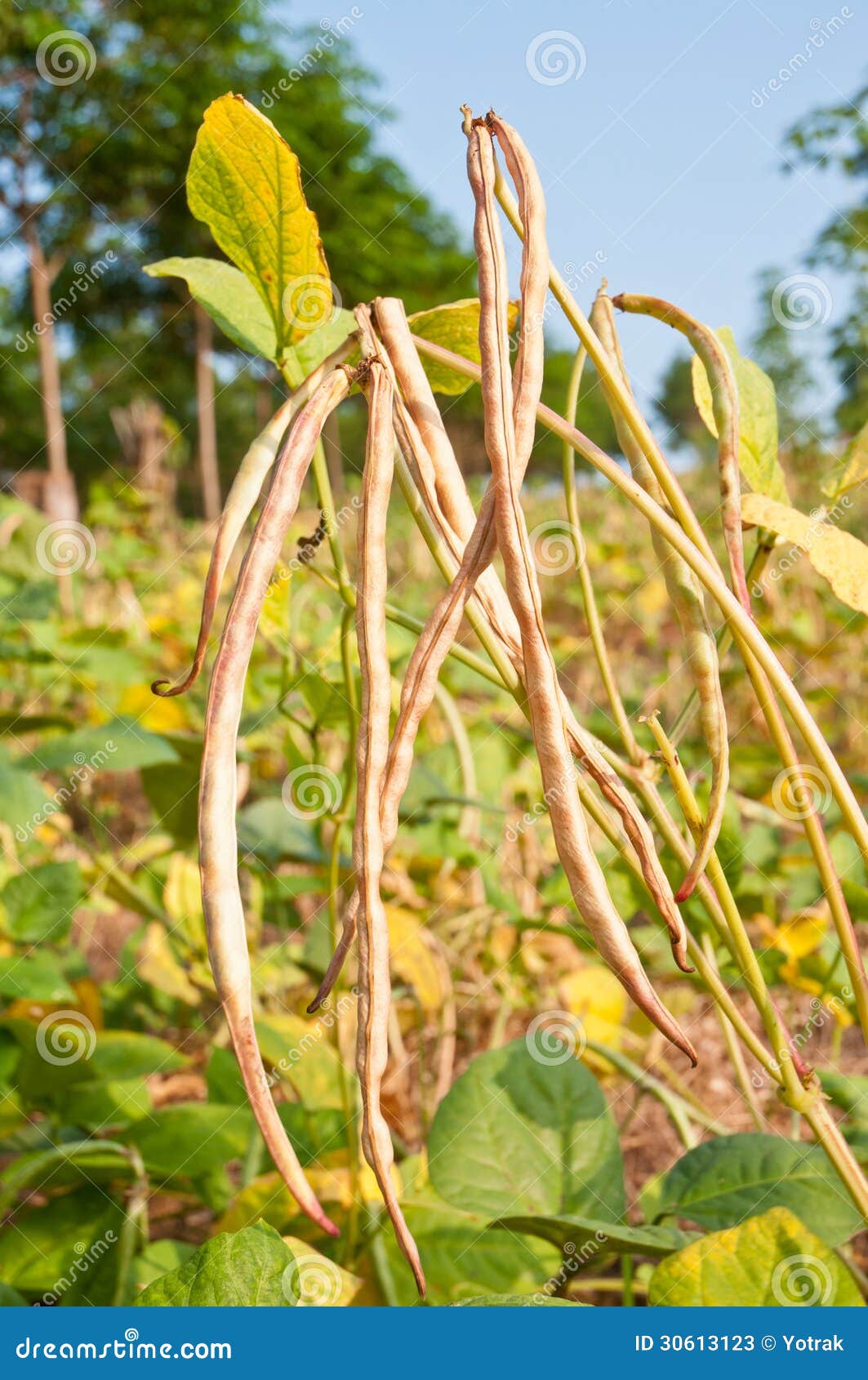 Champ de haricot image stock. Image du zone, haricot - 30613123