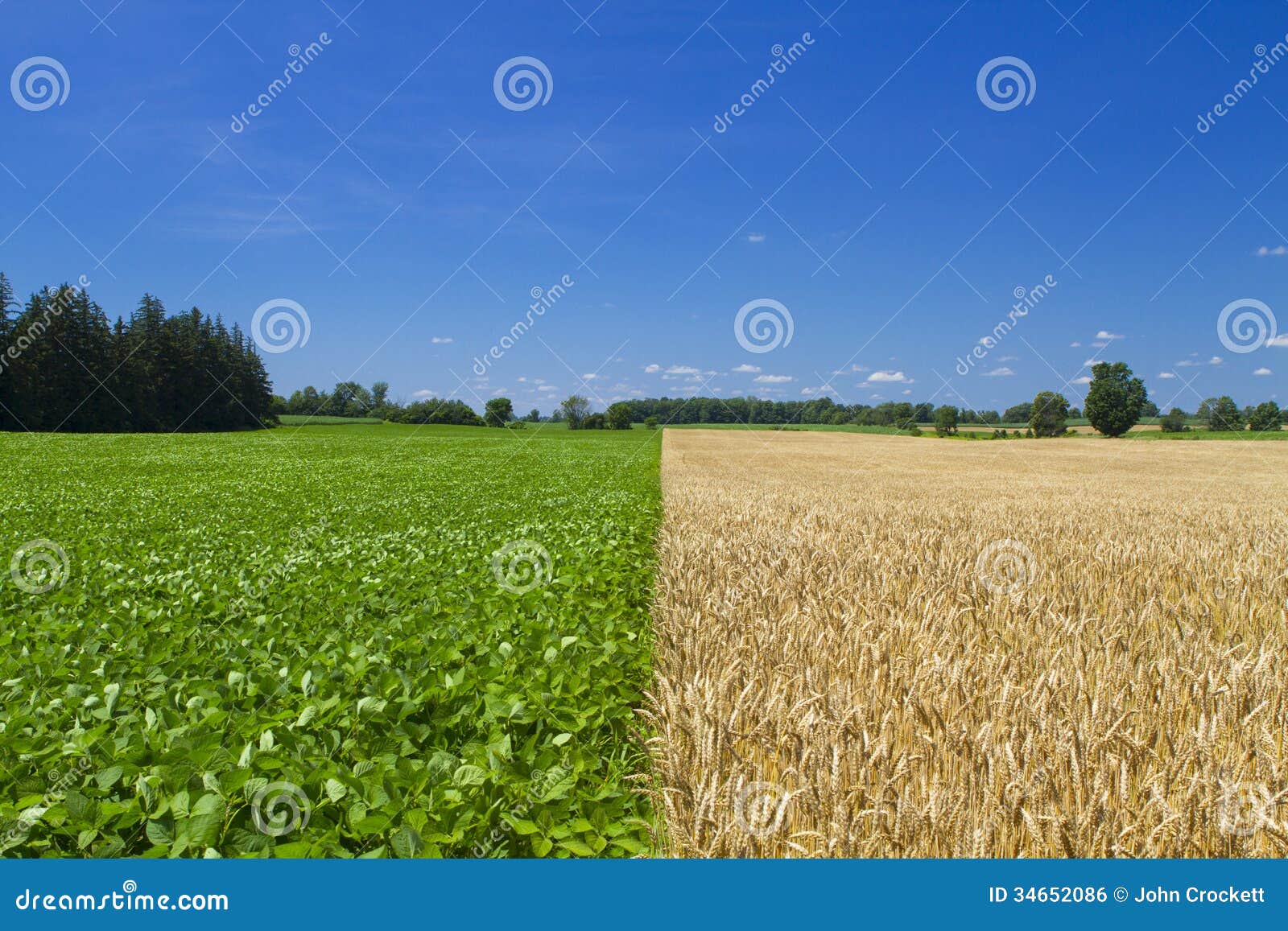 Champ de haricot et de blé photo stock. Image du feuillage - 34652086