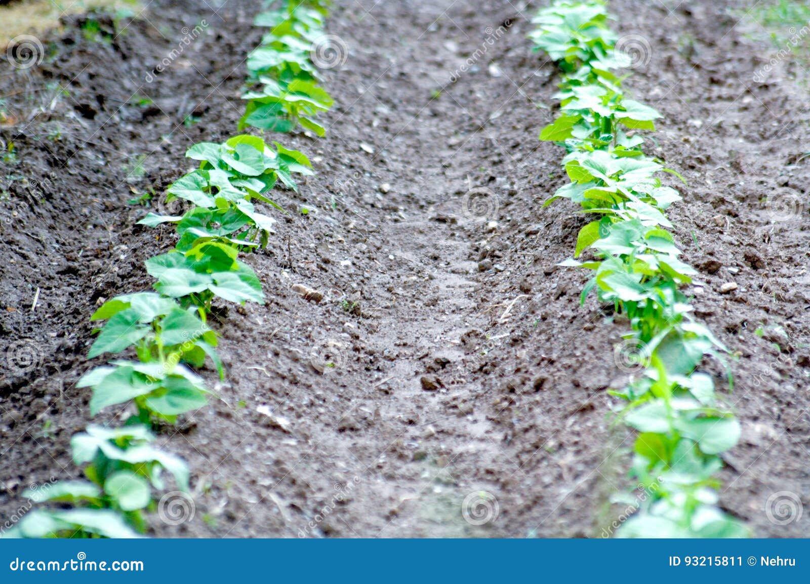Champ de haricot nain image stock. Image du zone, saleté - 93215811