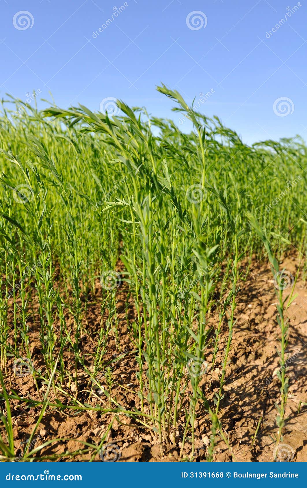 Champ de lin photo stock. Image du nature, environnement - 31391668