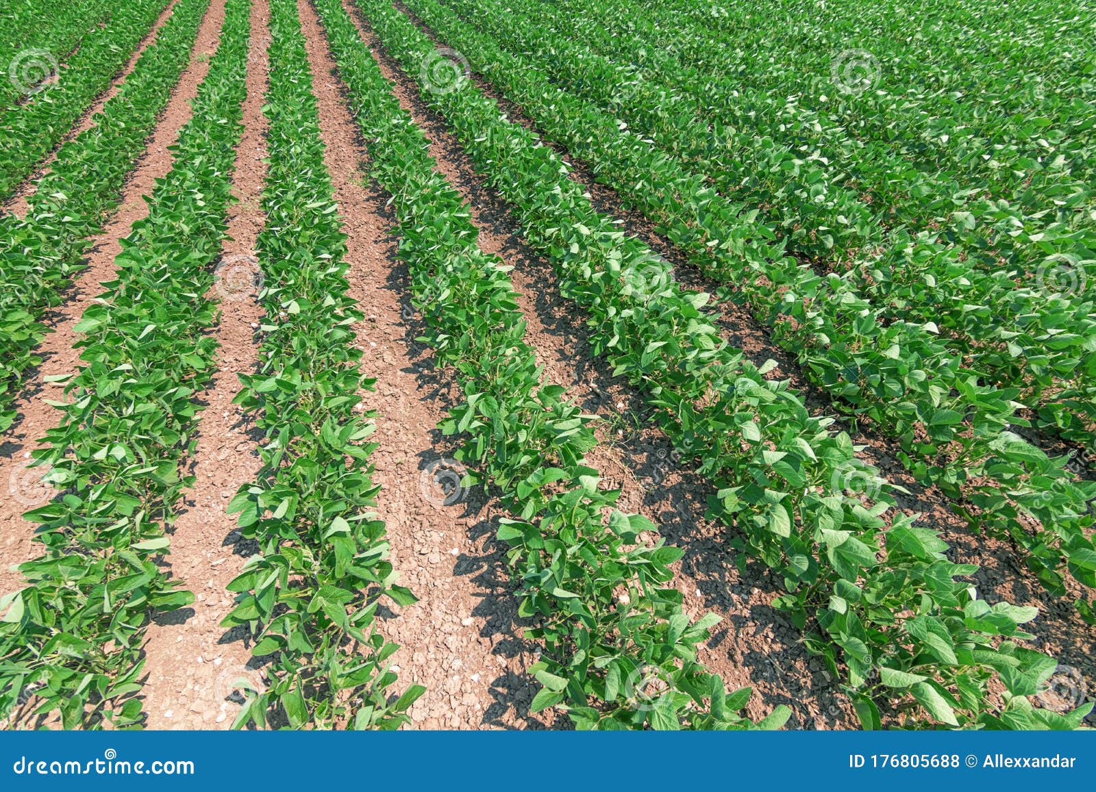 Champ De Maturation Vert De Soja. Lignes De Soja Vert. Plantation De ...