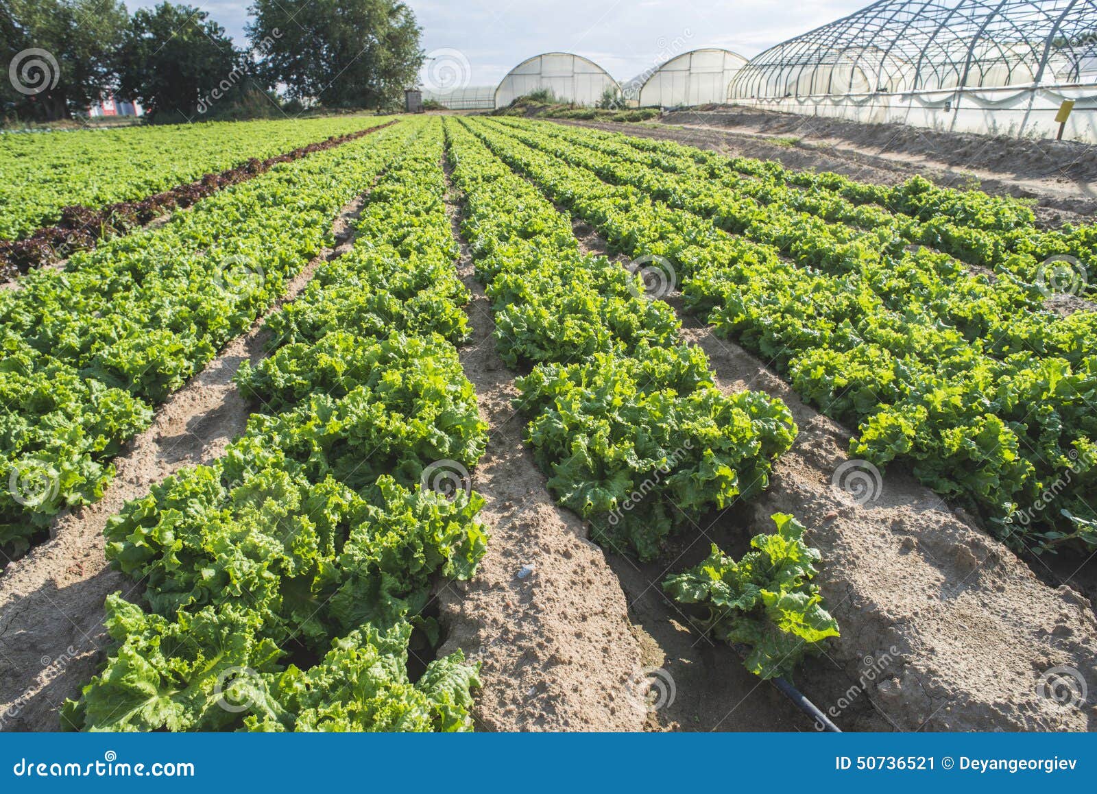 Champ De Plantation De Laitue Image stock - Image du horticulture ...