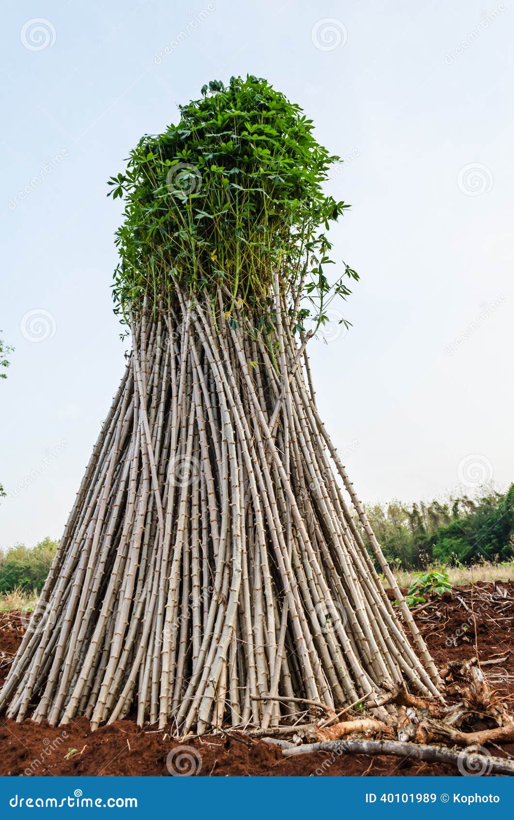 Champ De Plante De Manioc Ou De Manioc Image stock - Image du fond ...