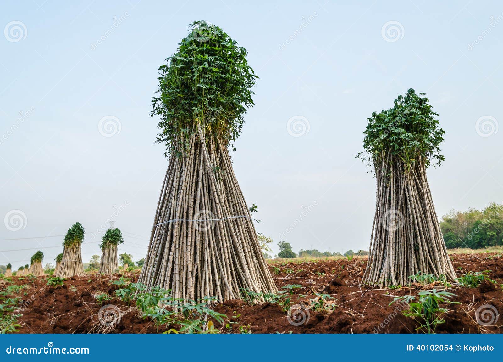 Champ De Plante De Manioc Ou De Manioc Photo stock - Image du arbuste ...