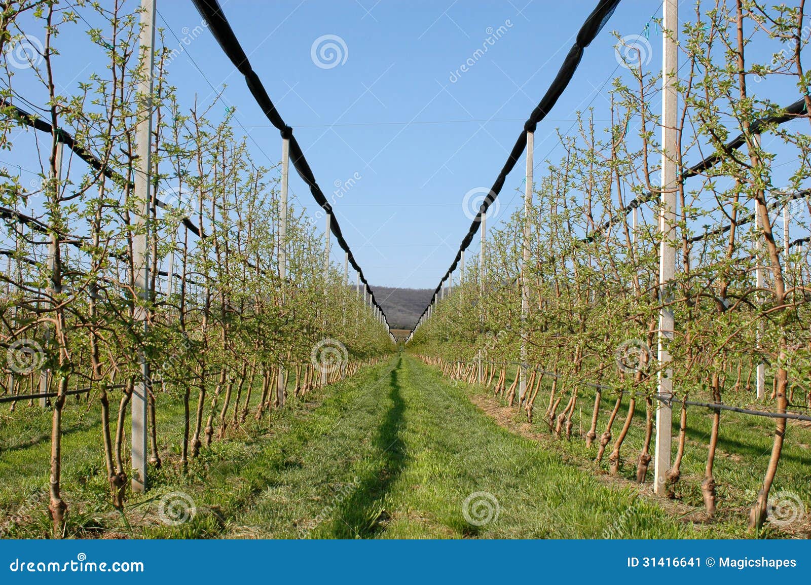 Champ de pommiers image stock. Image du herbe, cultivez - 31416641