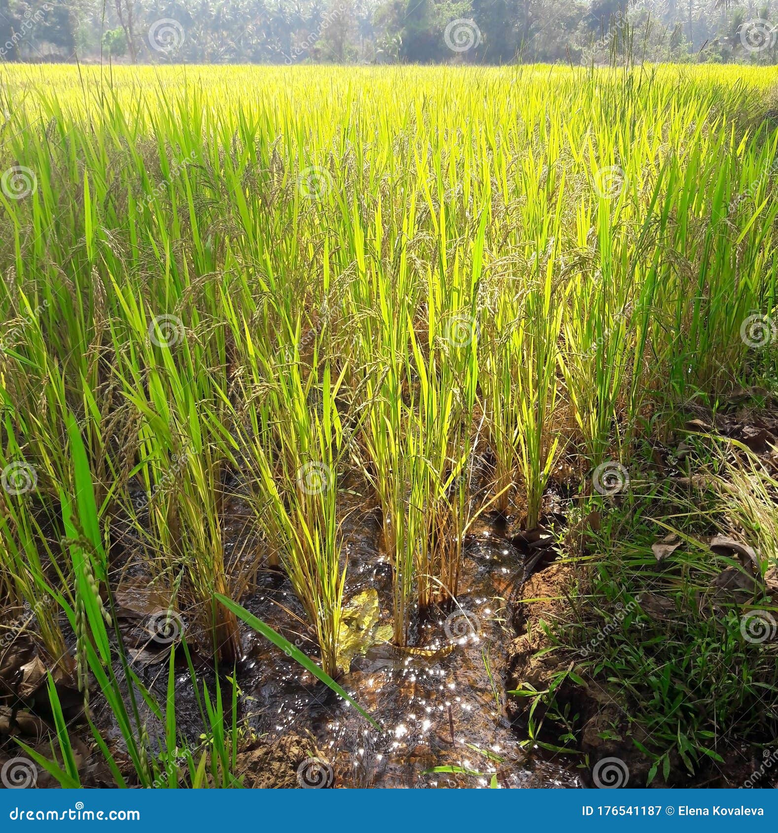 Champ De Riz Au Soleil Dans Le Goa Inde Image stock - Image du centrale ...
