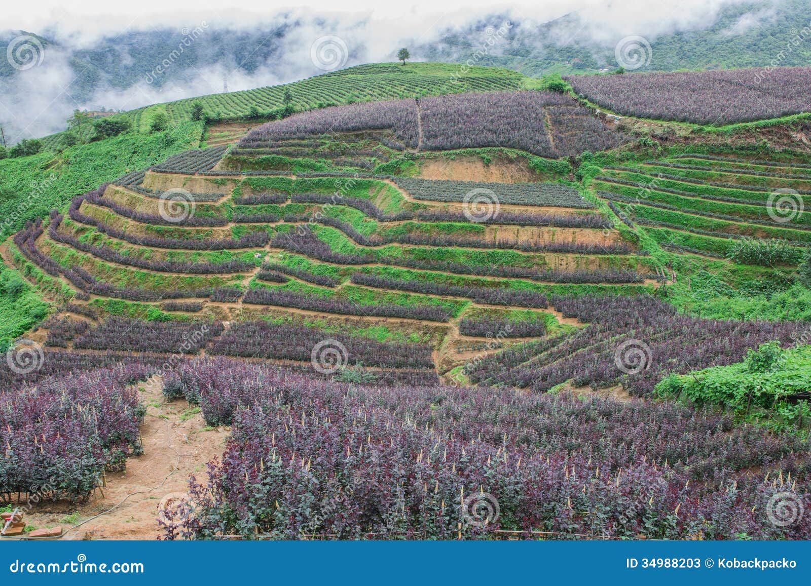 Champ de Rose image stock. Image of extérieur, pétales - 34988203