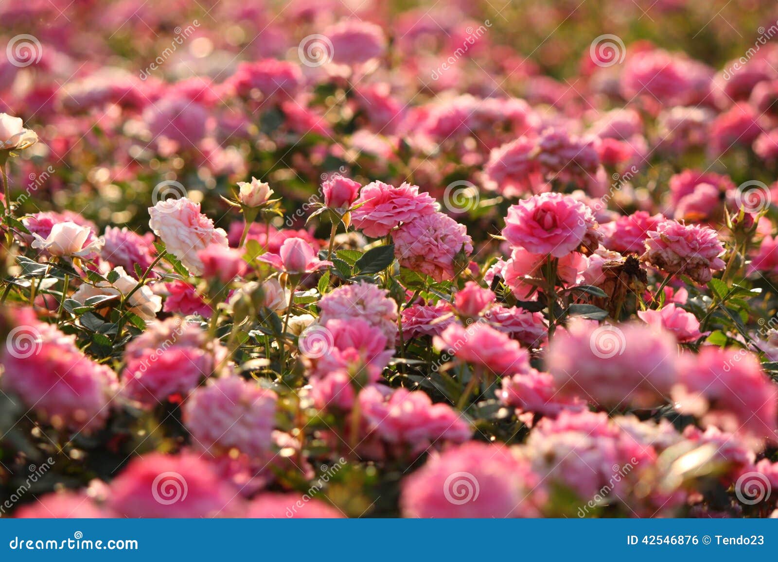 Champ de rose de rose photo stock. Image du floral, centrale - 42546876