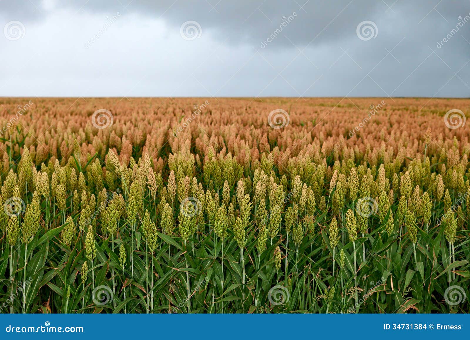 Champ de sorgho photo stock. Image du zone, cultivez - 34731384