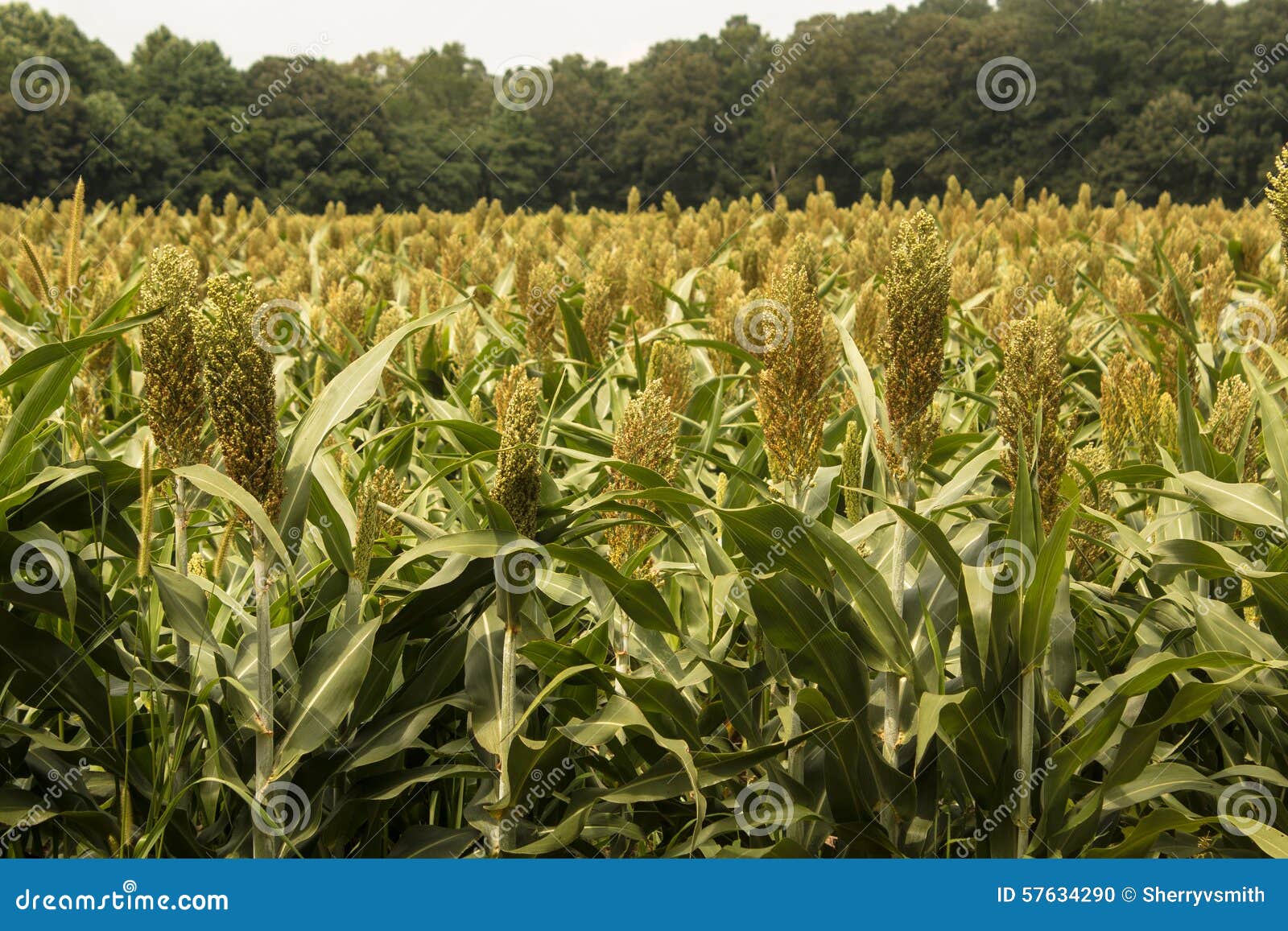 Champ de sorgho photo stock. Image of zone, moisson, forêt - 57634290